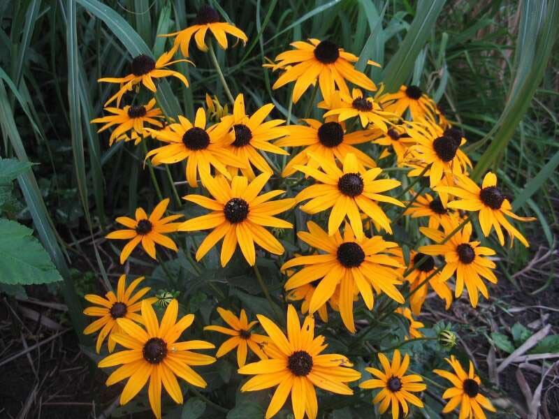 Рудбекия блестящая Голдштурм (1 корневище в пакете с торфом), Нидерланды