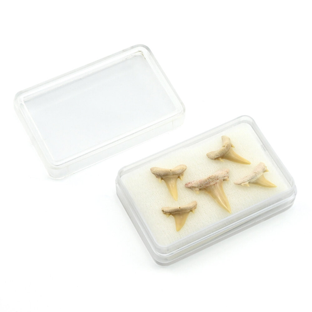 Зубы акулы "Carharias" 5шт. в блистерной упаковке .