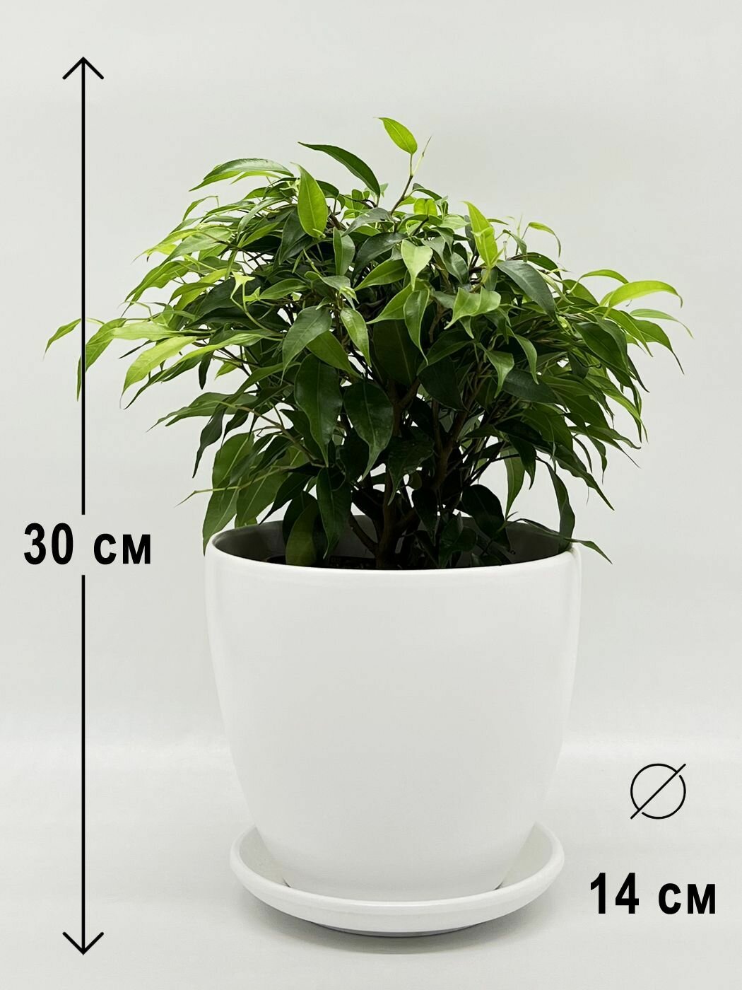 Фикус Бенджамина Наташа в керамическом белом горшке с поддоном, высота композиции 25-35 см
