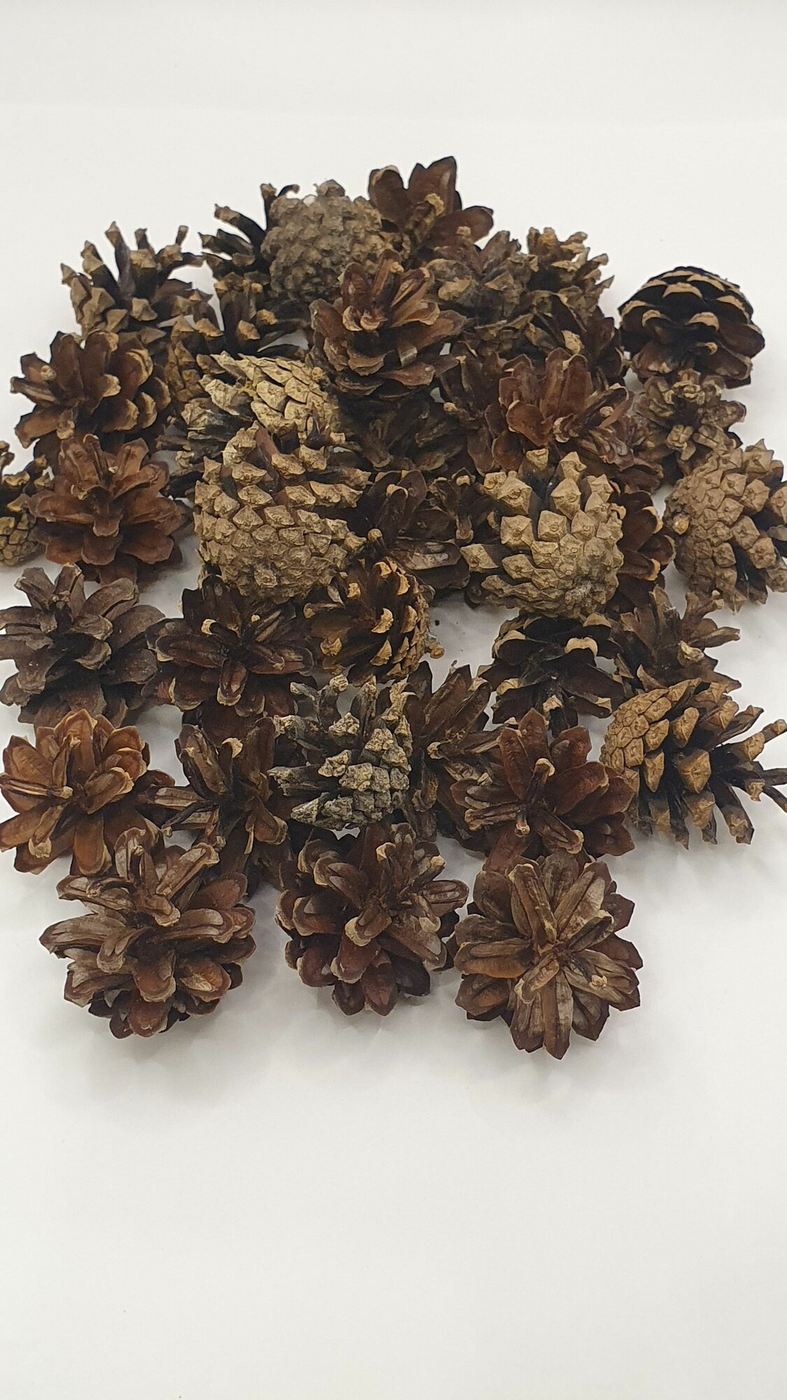 Шишки сосновые, БиовегеТория