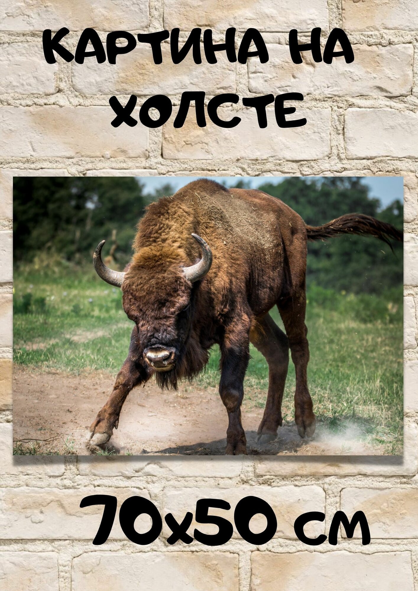 Картина с дикими животными "Разъяренный бизон" 70х50 см