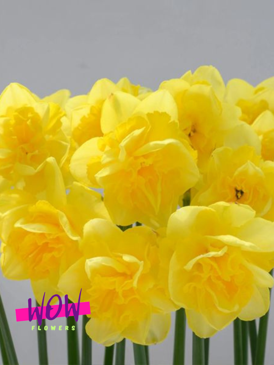Луковицы цветов, WOW FLOWERS , Нарцисс Спринг Парадайз, махровый , желтый, ( 5 штук )