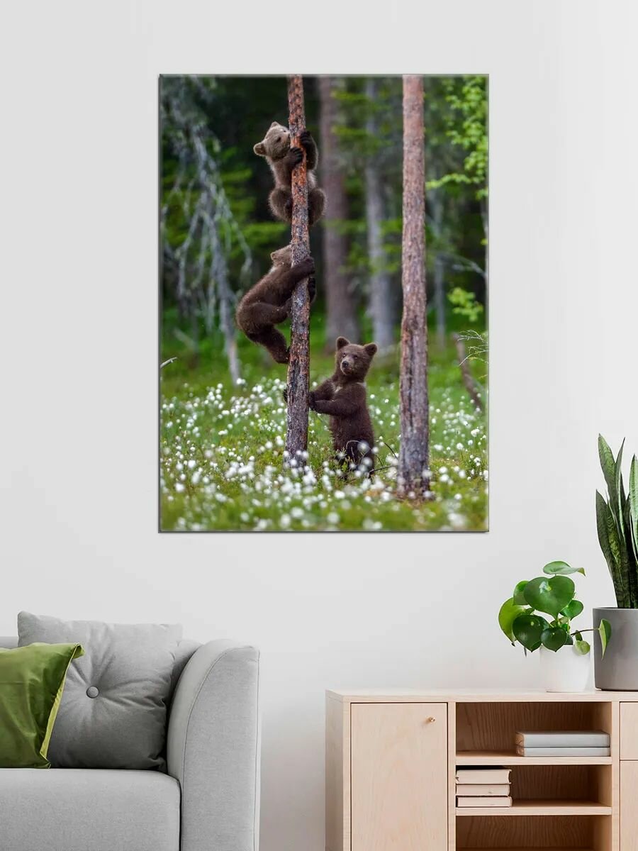 Картина на стену "Дикие животные", 30х40 см