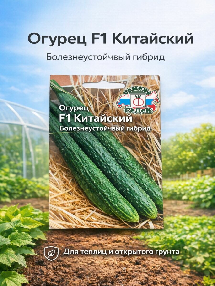 1 шт Огурец F1 Китайский болезнеустойчивый семена гибрида, среднеранний, для теплицы и открытого грунта