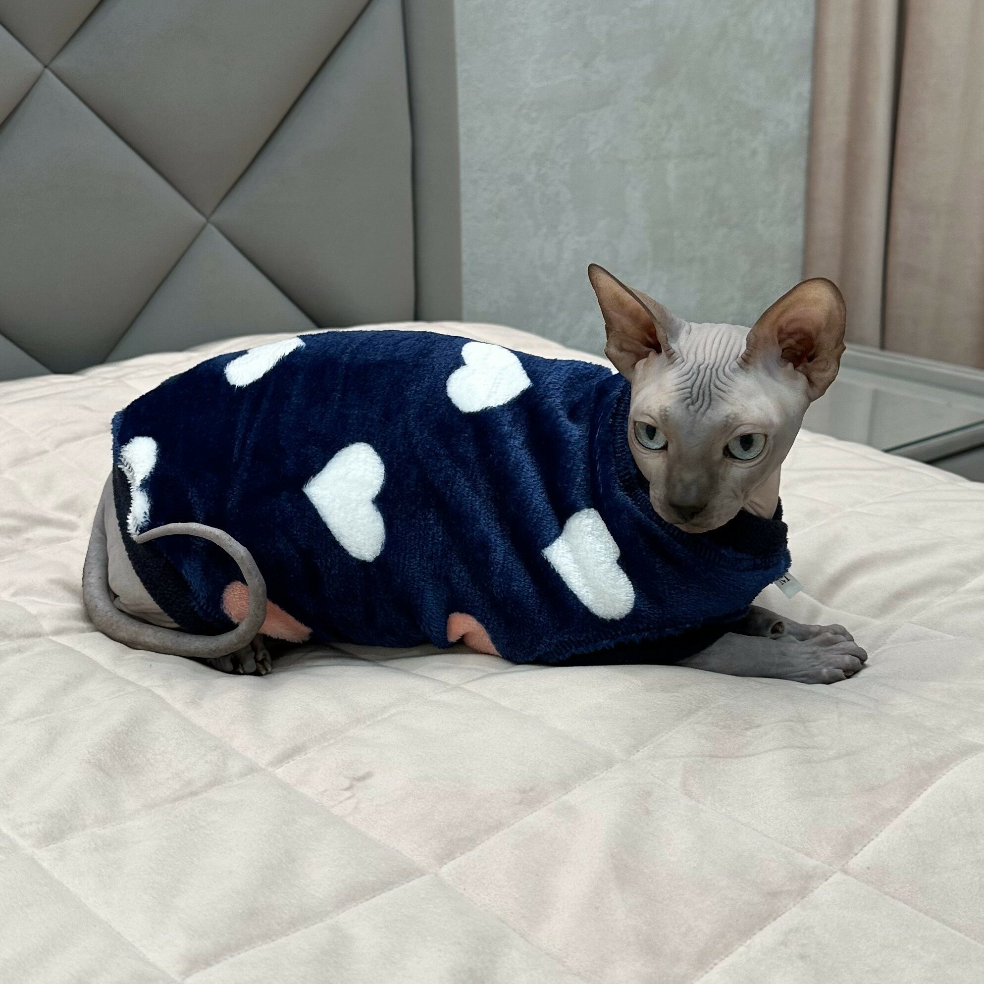 Жилет для кошек, сердце, M