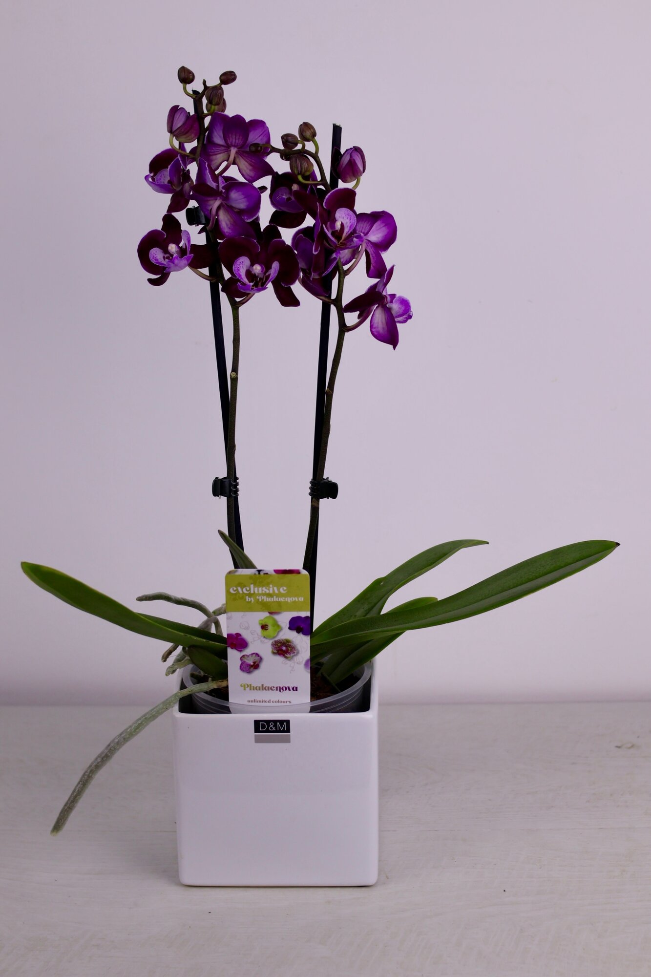 Орхидея Фаленопсис "Инопланетная красотка" в кашпо (D-12 H-50)