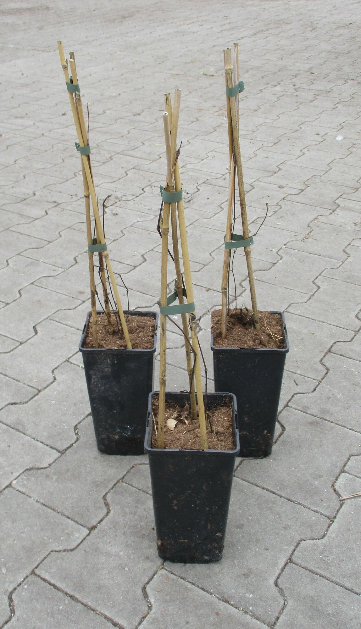 Растение Клематис микс розовый 879397 С2 H60