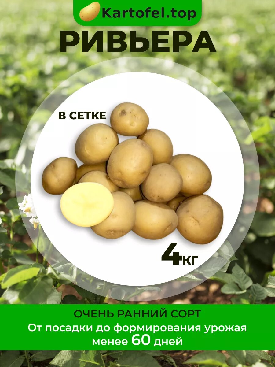Картофель семенной сверхранний Ривьера 4 кг