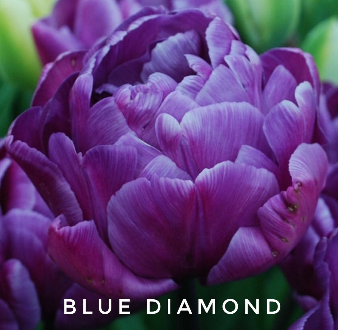 Тюльпаны пионовидные луковицы сорт Blue Diamond (4 штуки)
