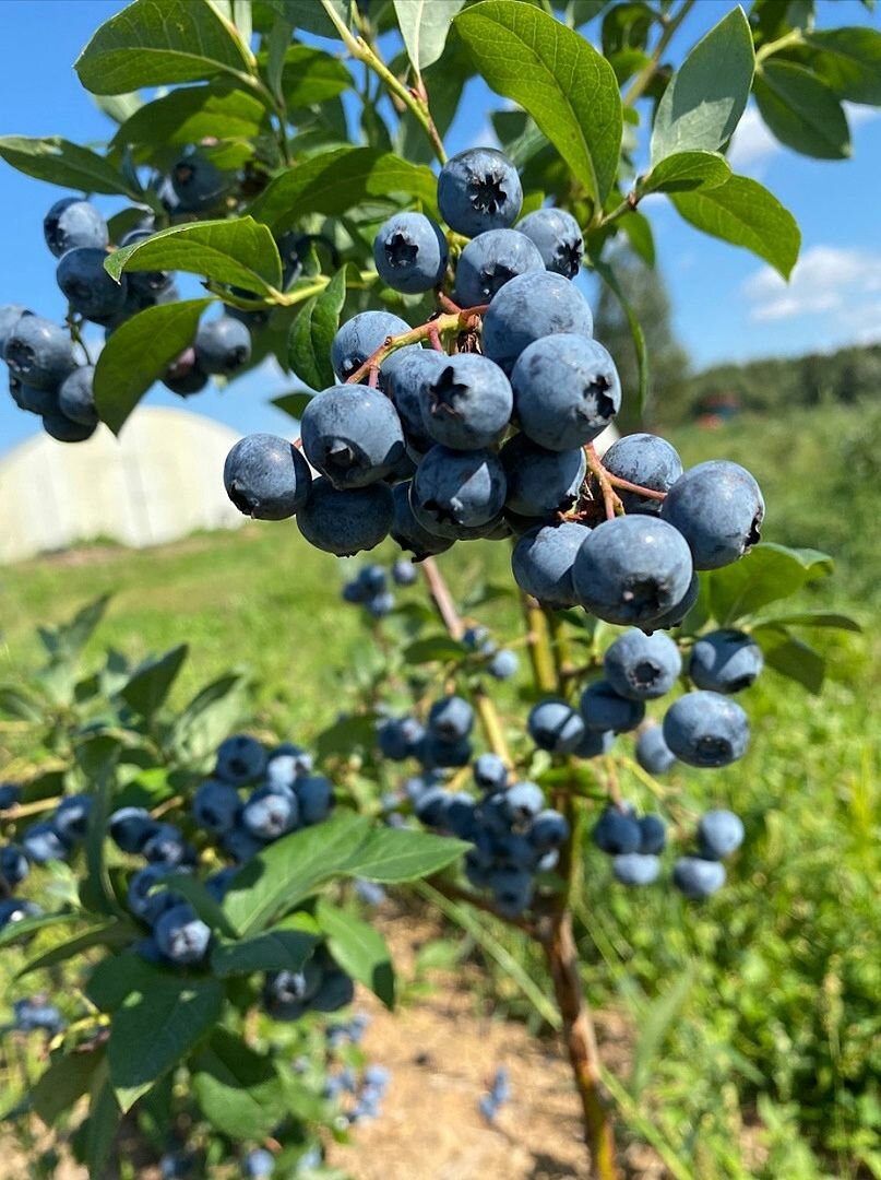 Голубика высокорослая Патриот, с7