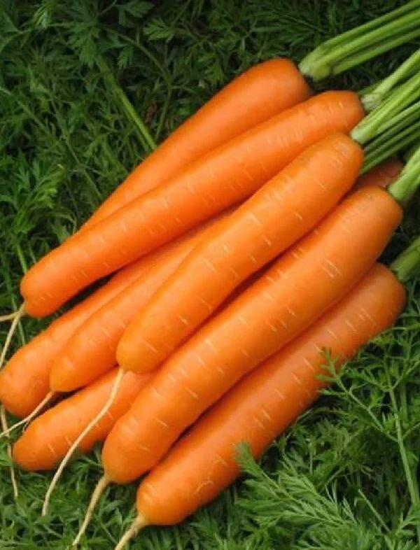 Коллекционные семена моркови Наполи F1
