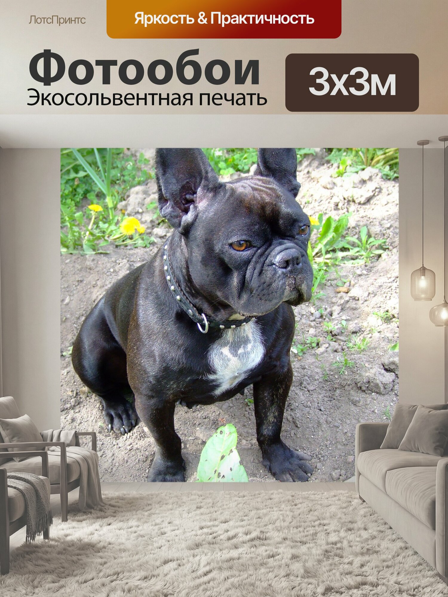 Фотообои "Французский бульдог Нора на землю Бульдог Нора сидела на плесень, трава окружающих французский бульдог собака собачка." 300x300 см. экосольвентная печать