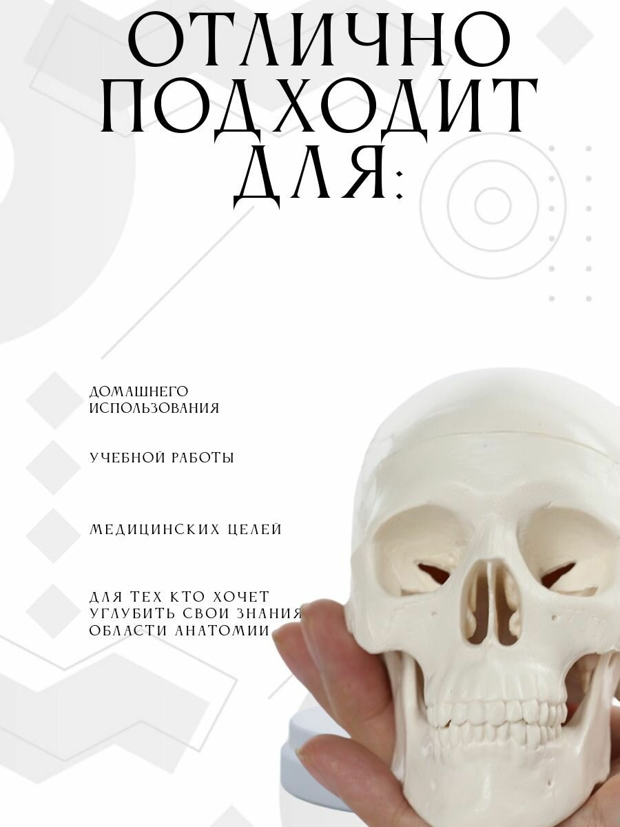 Анатомическая модель — фото 1