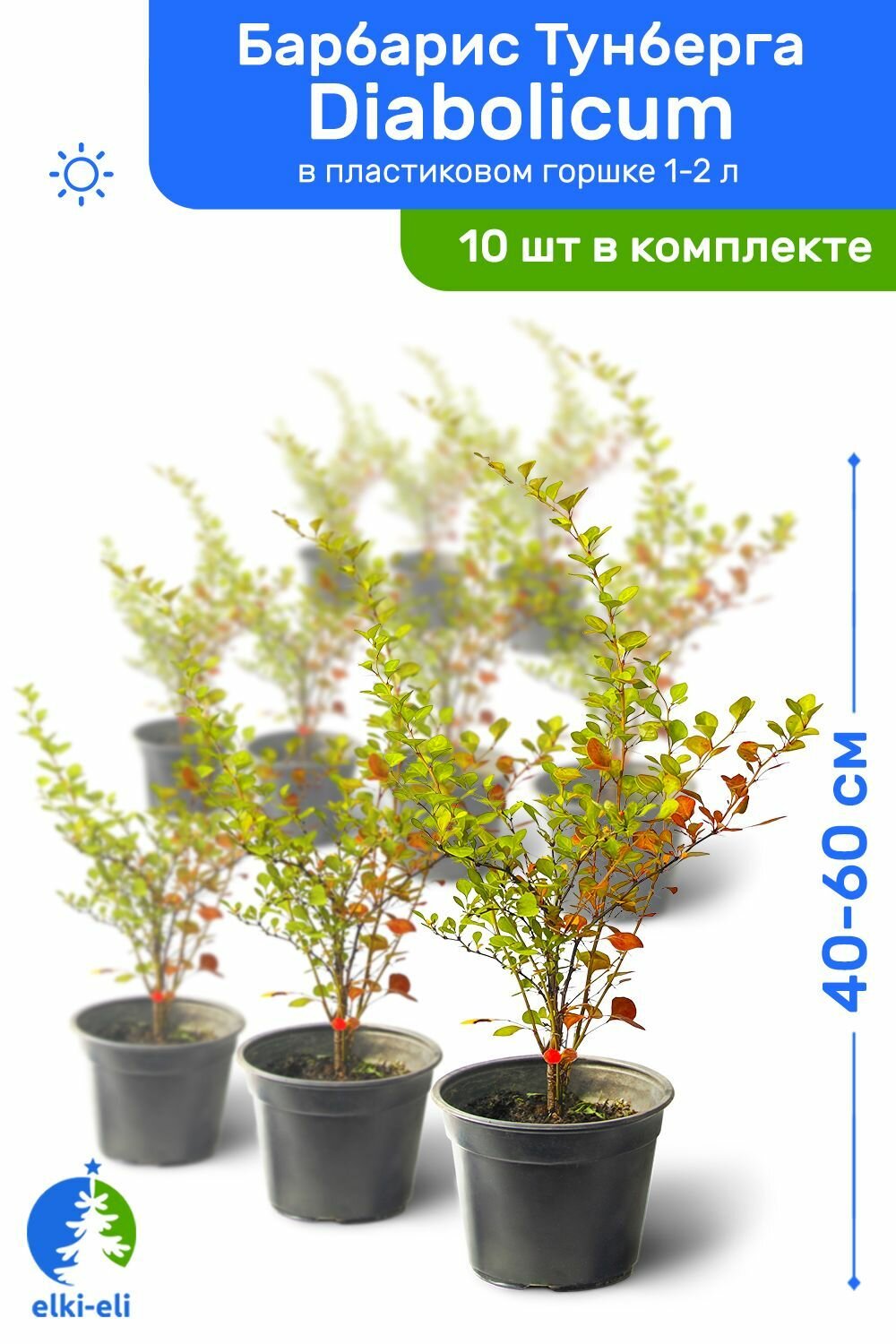 Барбарис Тунберга Diabolicum (Диаболикум) 40-60 см в пластиковом горшке 1-2 л, саженец, лиственное живое растение, комплект из 10 шт