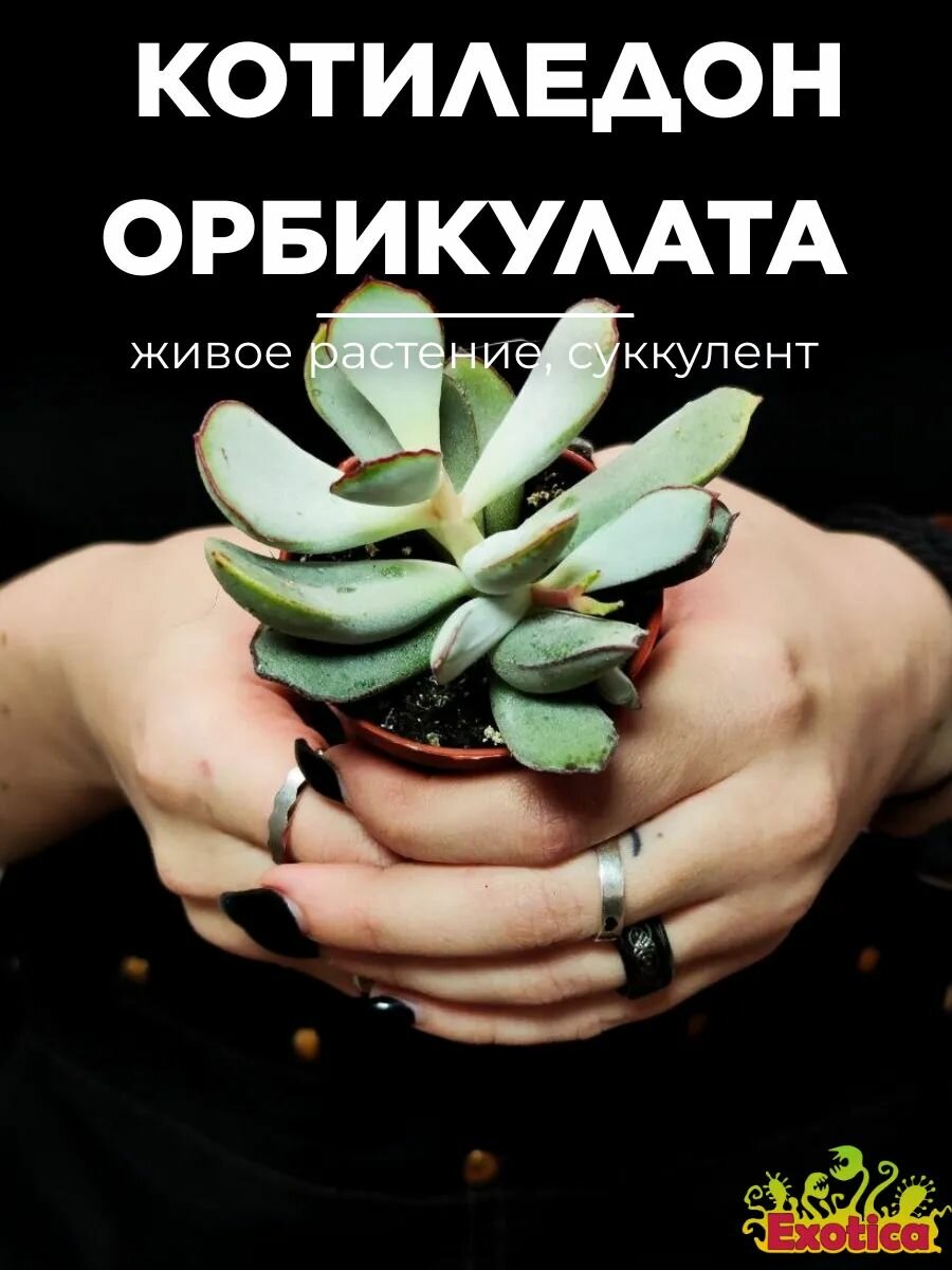 Котиледон Орбикулата Гибридный (Cotyledon Orbiculata Hybride) D5см, живое растение