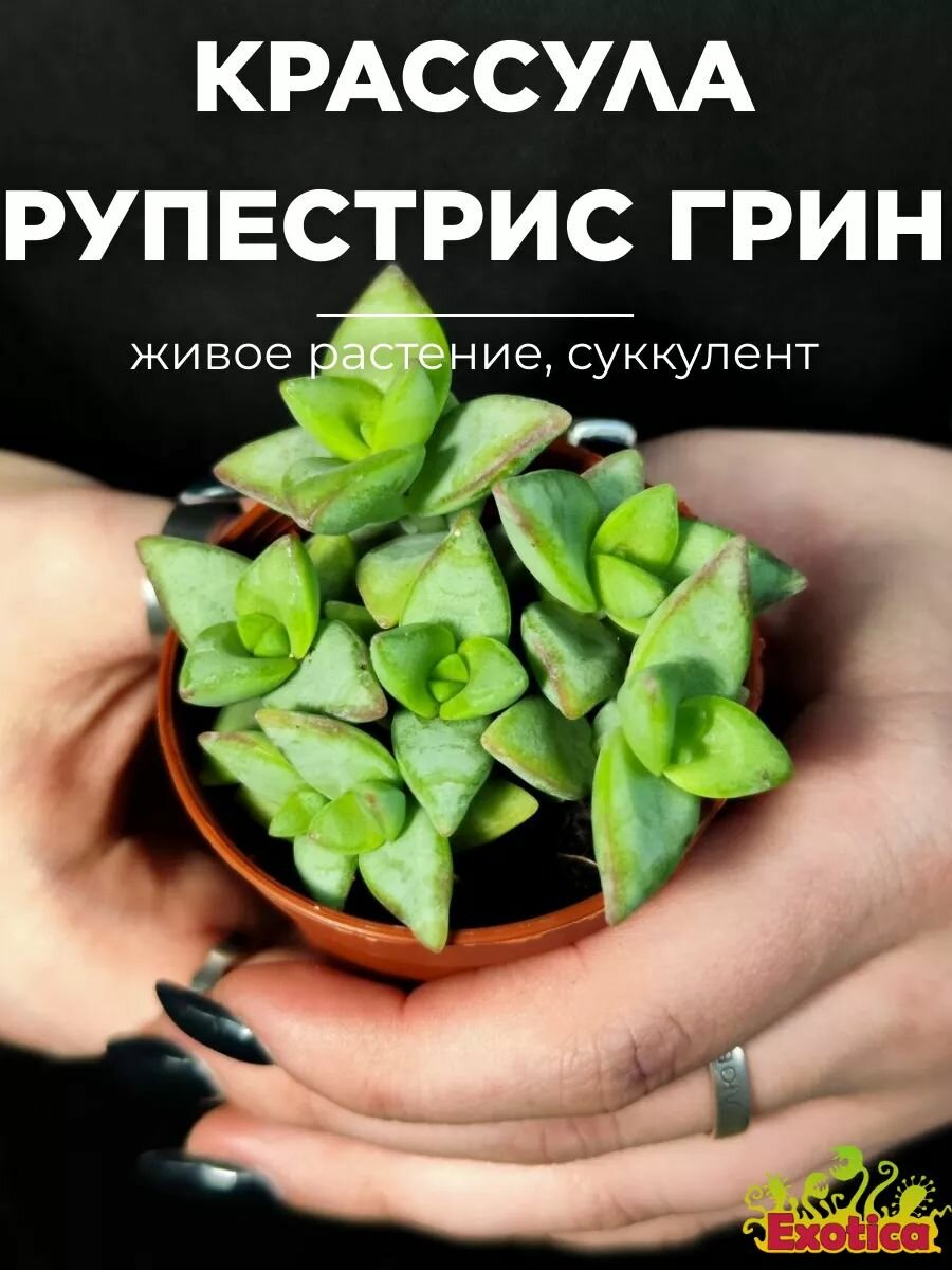 Крассула Рупестрис Грин (Crassula Rupestris Green) D6см, живой цветок