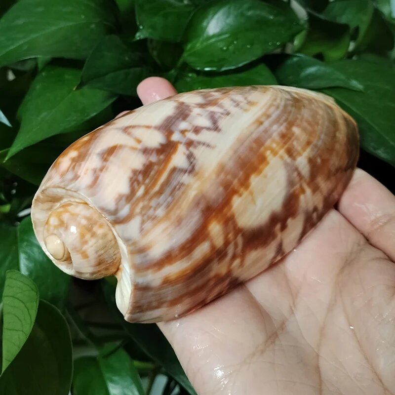 Натуральная раковина мамоната 10-12 см