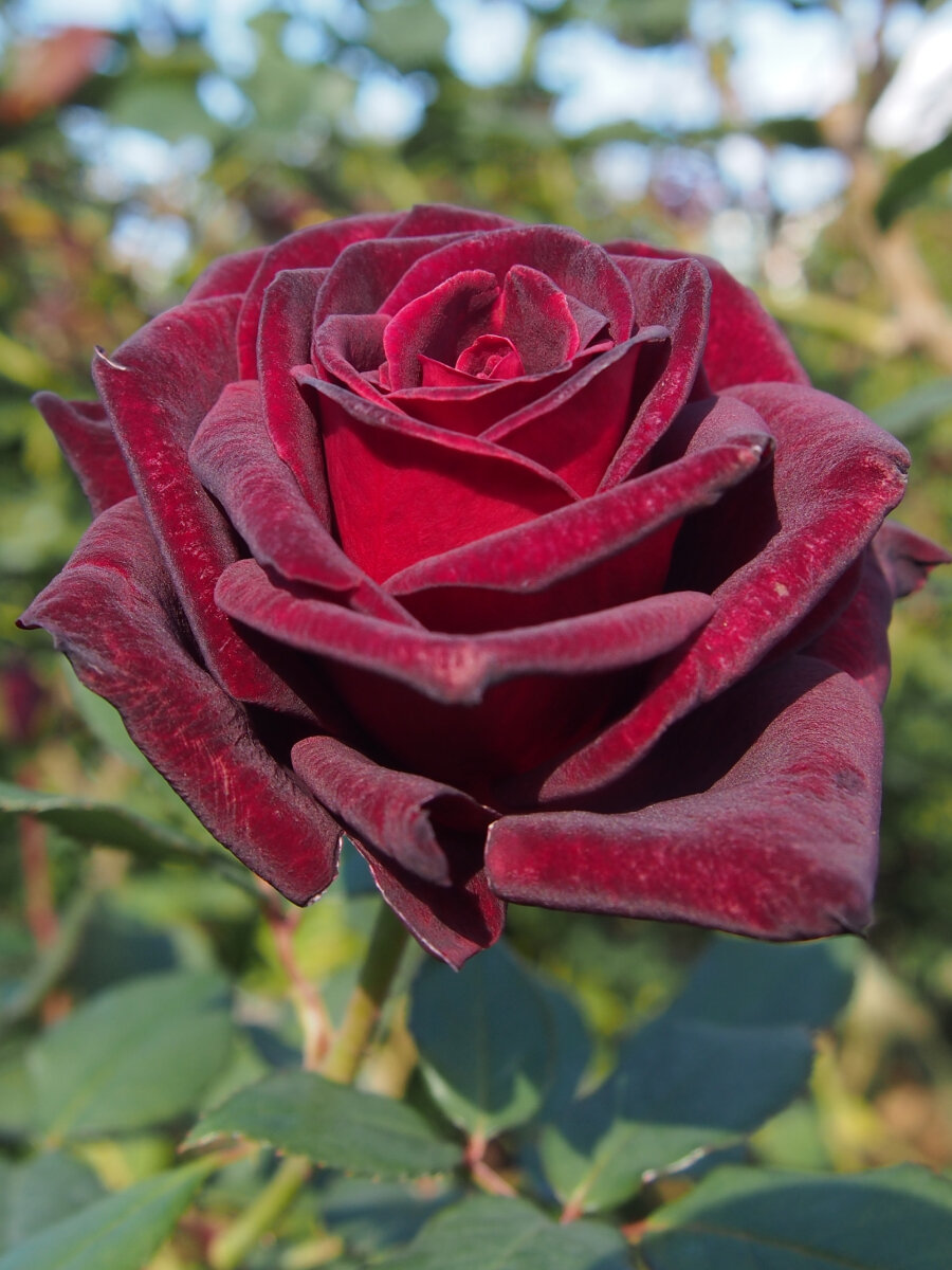 Роза чайно-гибридная "Блэк Баккара", 1 саж, многолетняя, красная, 50см,