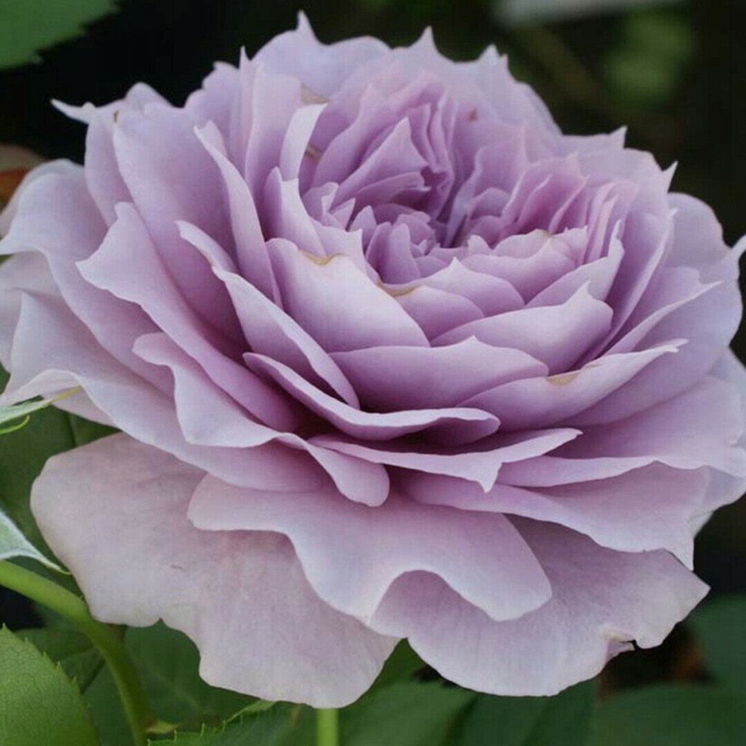 Роза чайно-гибридная Новалис (Novalis) / 1 шт, ароматный сорт