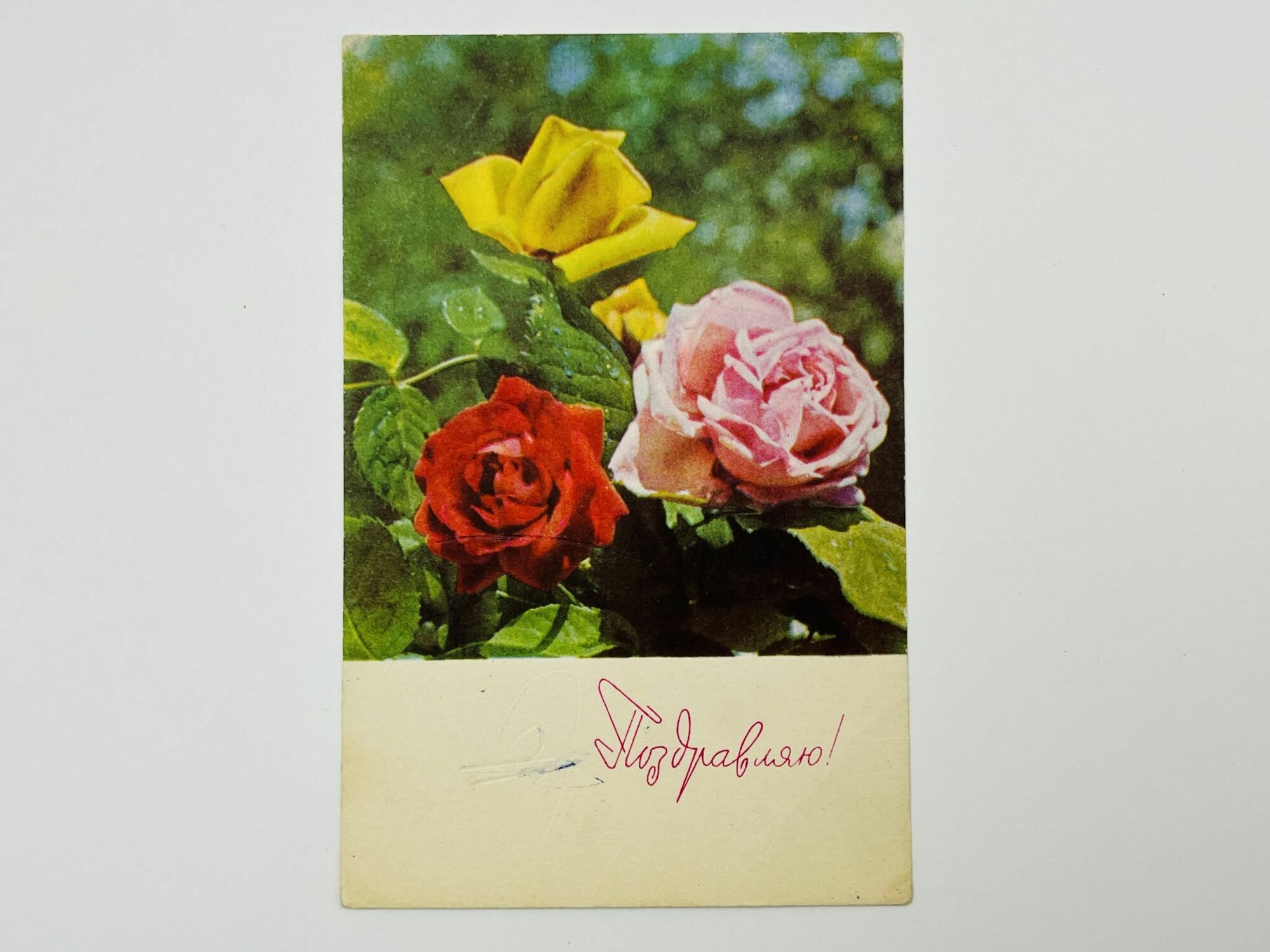 Поздравляю! Красная, розовая, желтая розы. Открытка. Подписанная