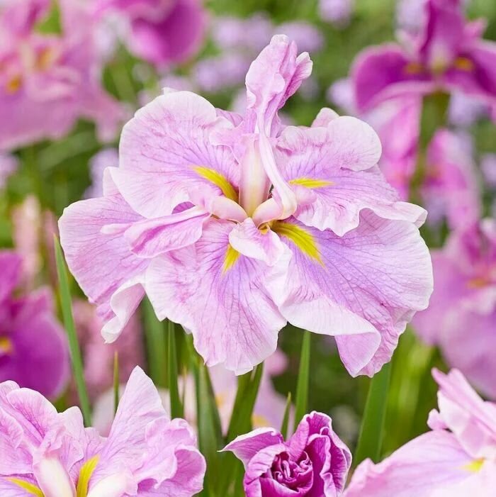 Ирис мечевидный Тим Том Гроб; Корень