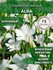 Барвинок малый Alba