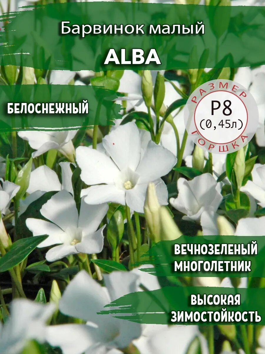 Барвинок малый Alba