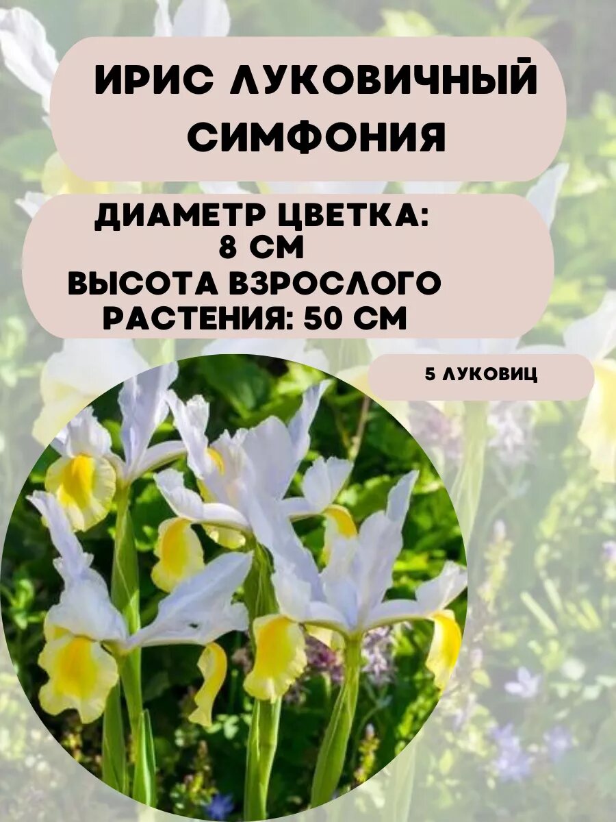 Ирис луковичный/Ирис цветок