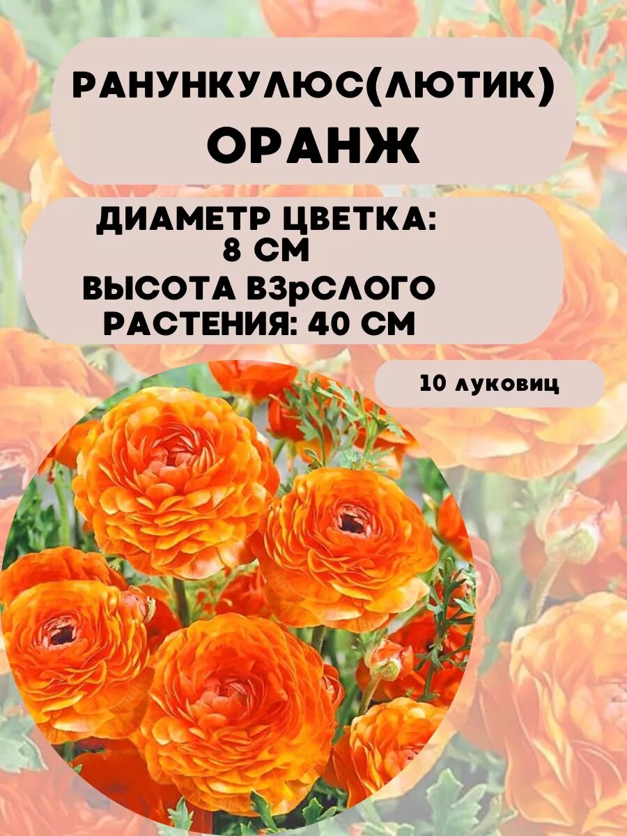 Ранункулюс луковицы/Лютик азиатский