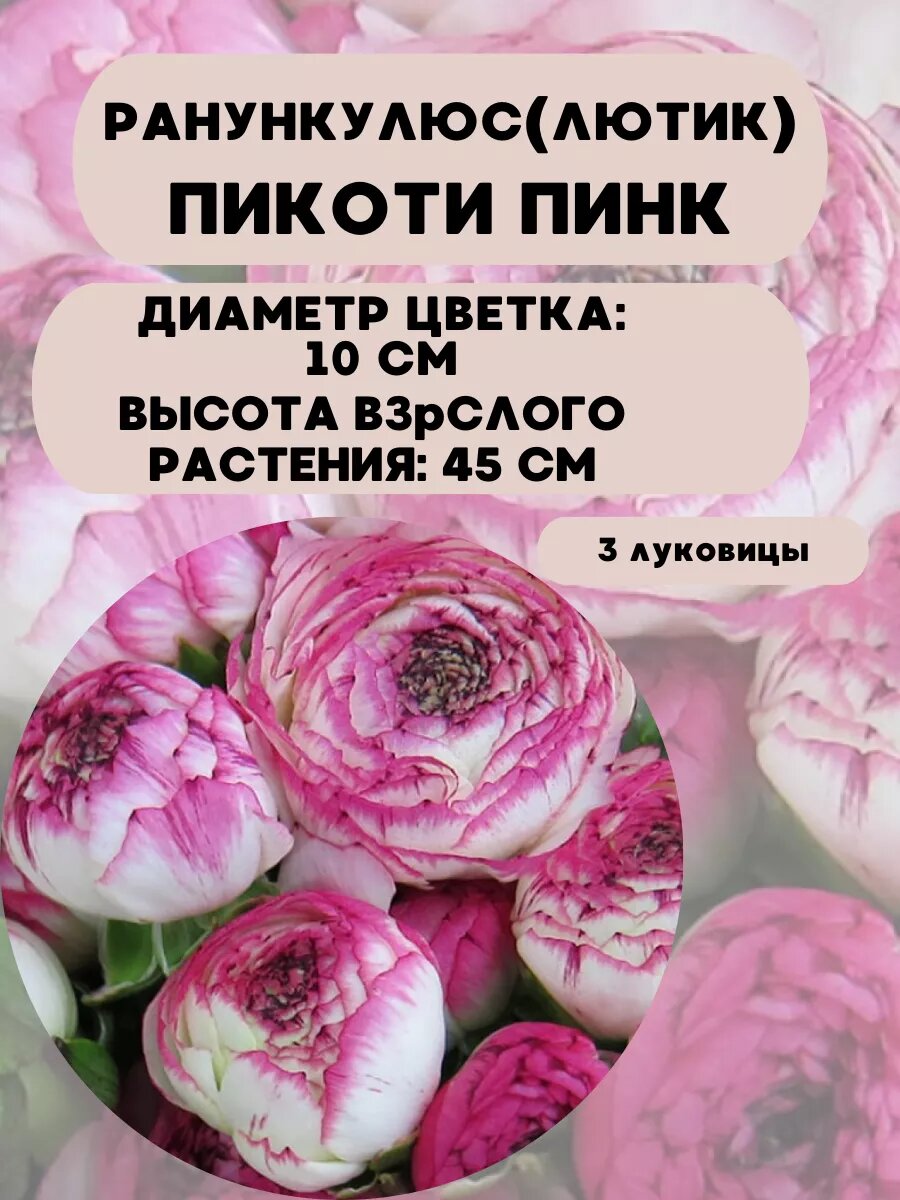 Ранункулюс/Лютик садовый /Луковицы ранункулюса