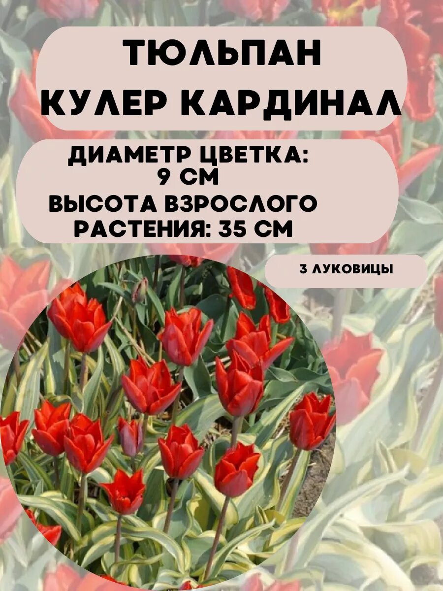 Луковицы тюльпана триумф махрового
