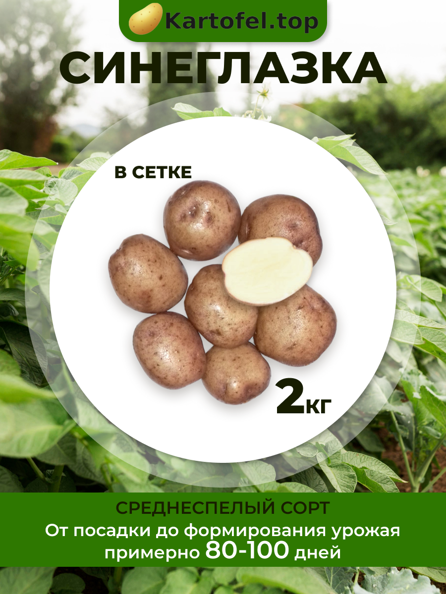 Семенной картофель Синеглазка 2 кг
