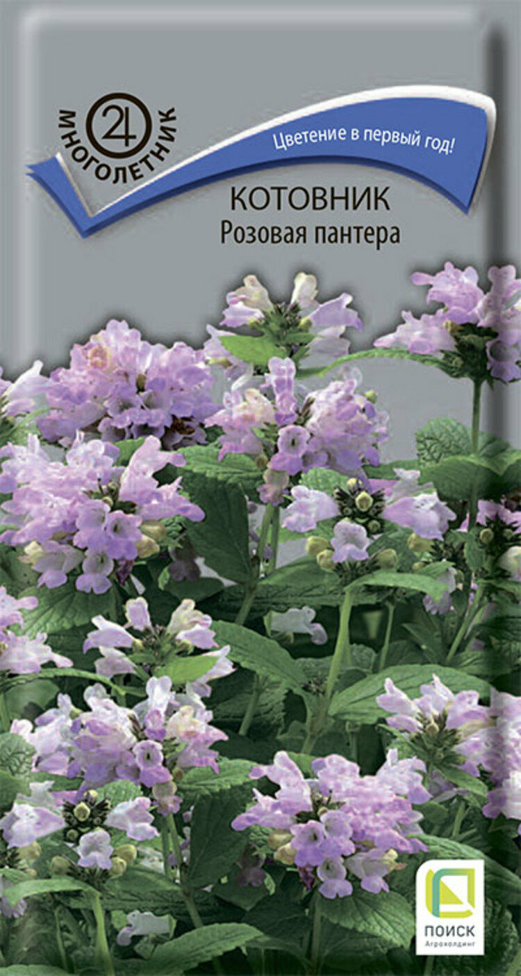 Семена Котовник Розовая пантера (10 семян), Агрофирма Поиск, многолетник