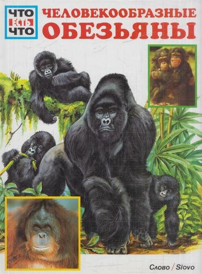 Человекообразные обезьяны