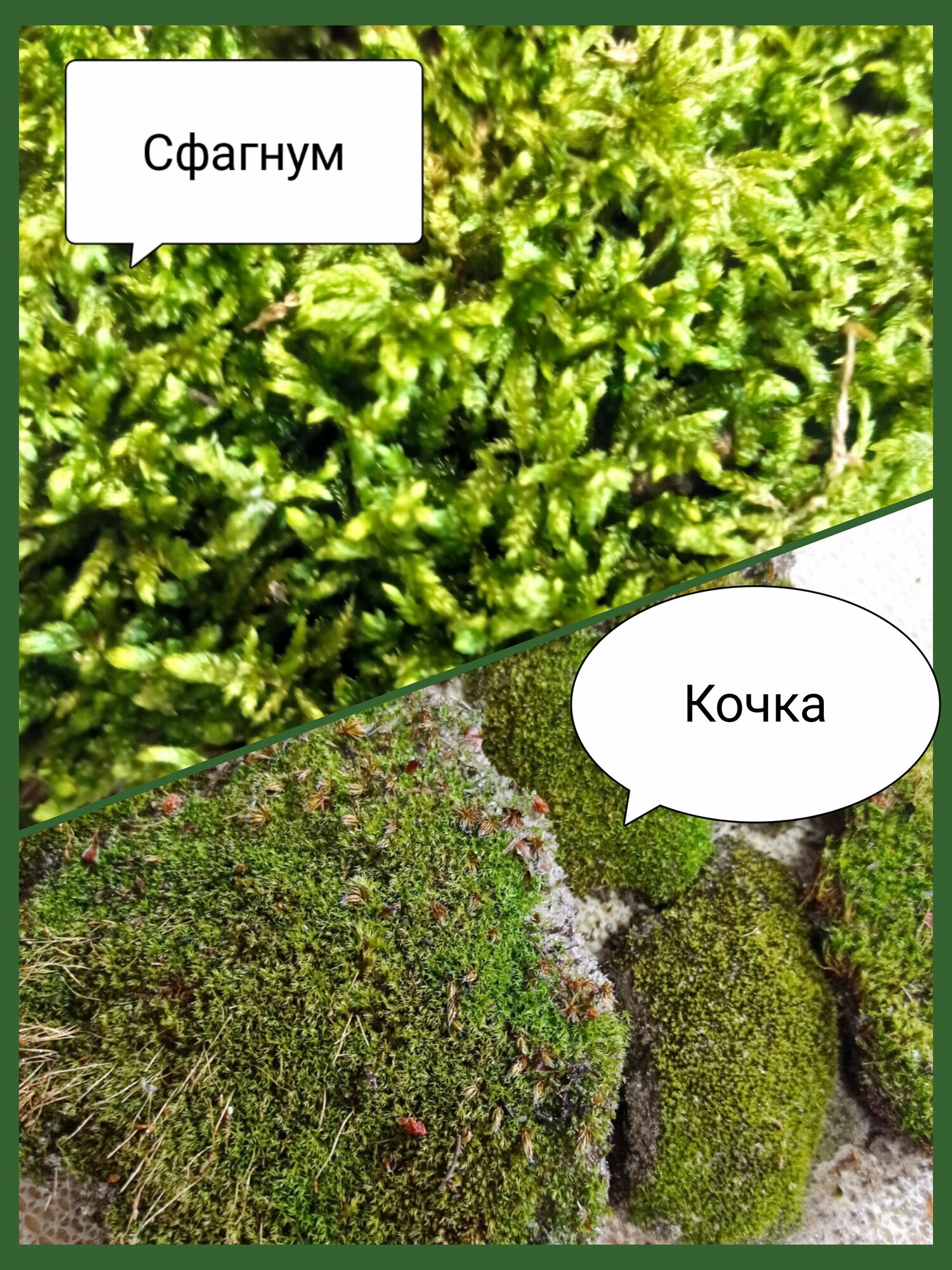 Сфагнум+кочка. Мох зелёный лесной в коробке 2,4 л. Пластами.