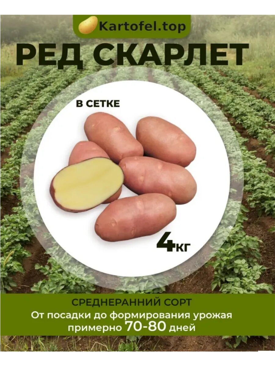 Картофель семенной Ред Скарлет