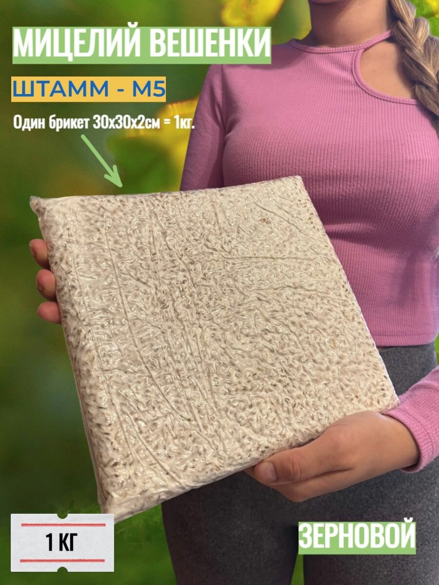 Зерновой мицелии Вешенки штамм к8 - 1 кг