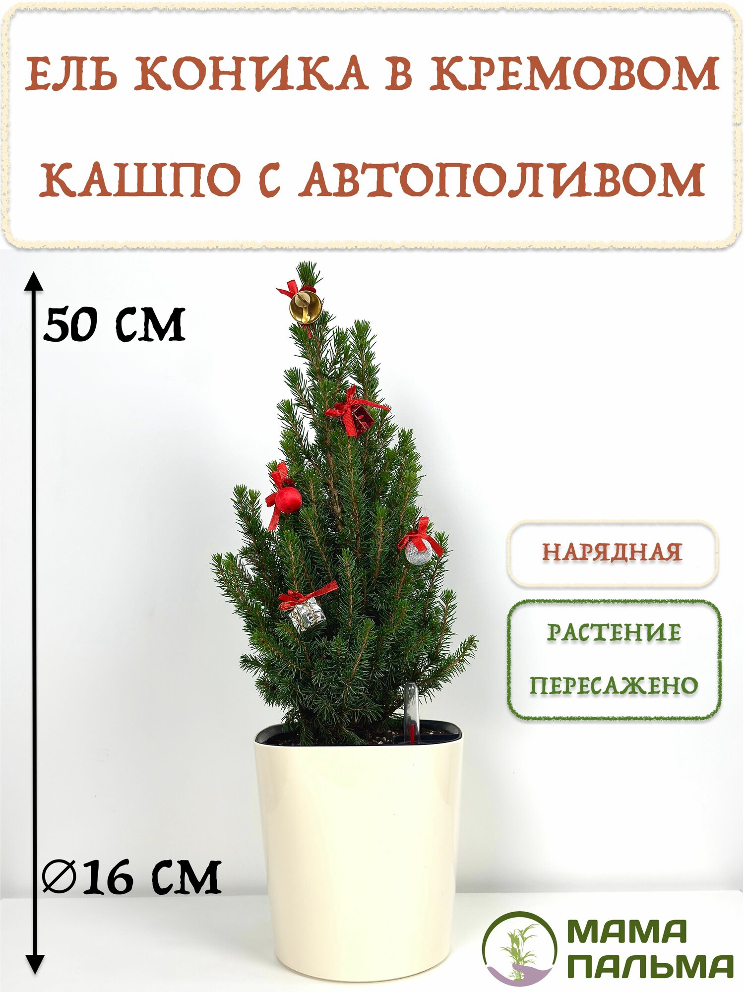 Ель живая Коника нарядная в кашпо с автополивом высота 50 см кремовое D16