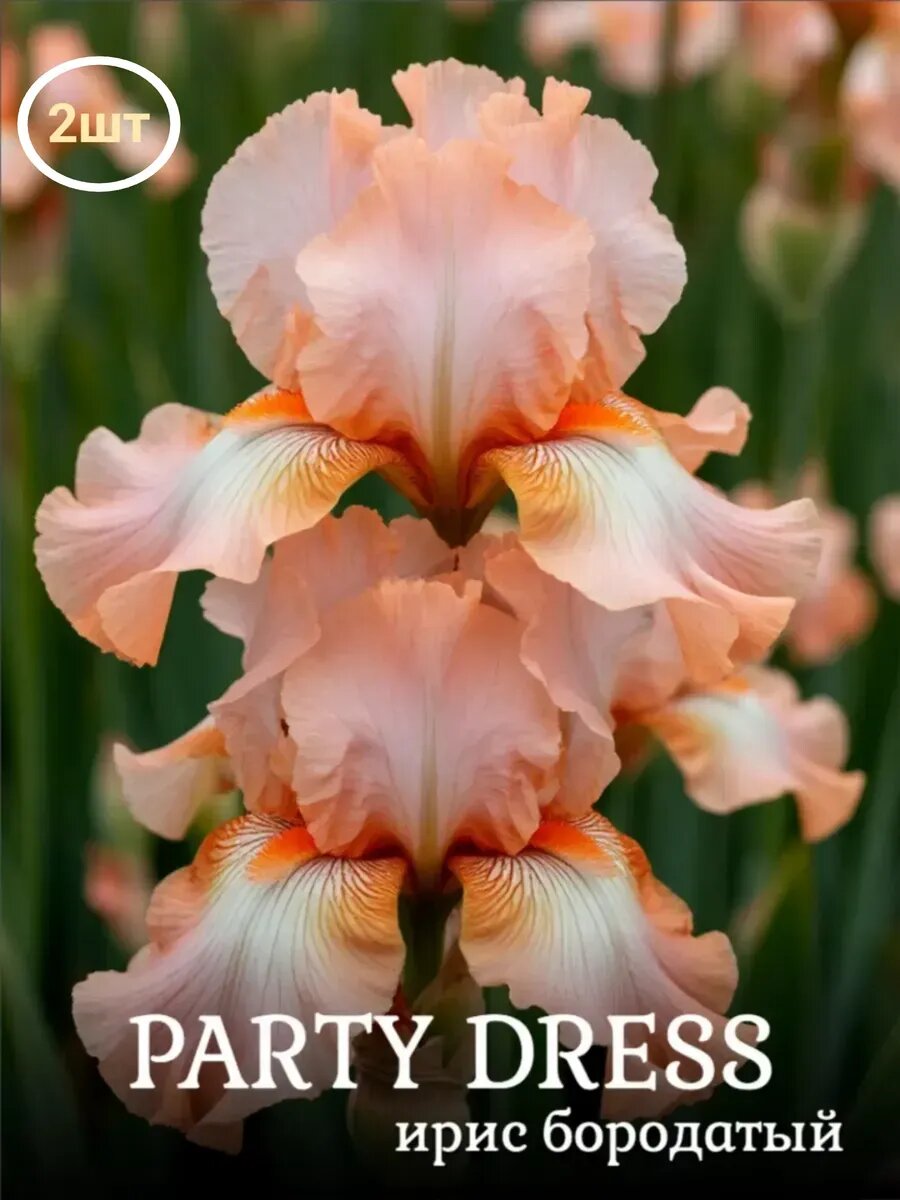 Ирис PARTY. DRESS