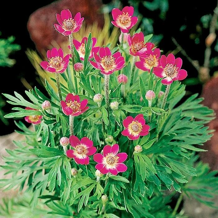 Анемона многонадрезанная Рубра 1шт