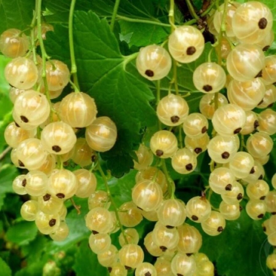 Семена Deodar SEEDS COMPANY Смородина белая 50 шт.