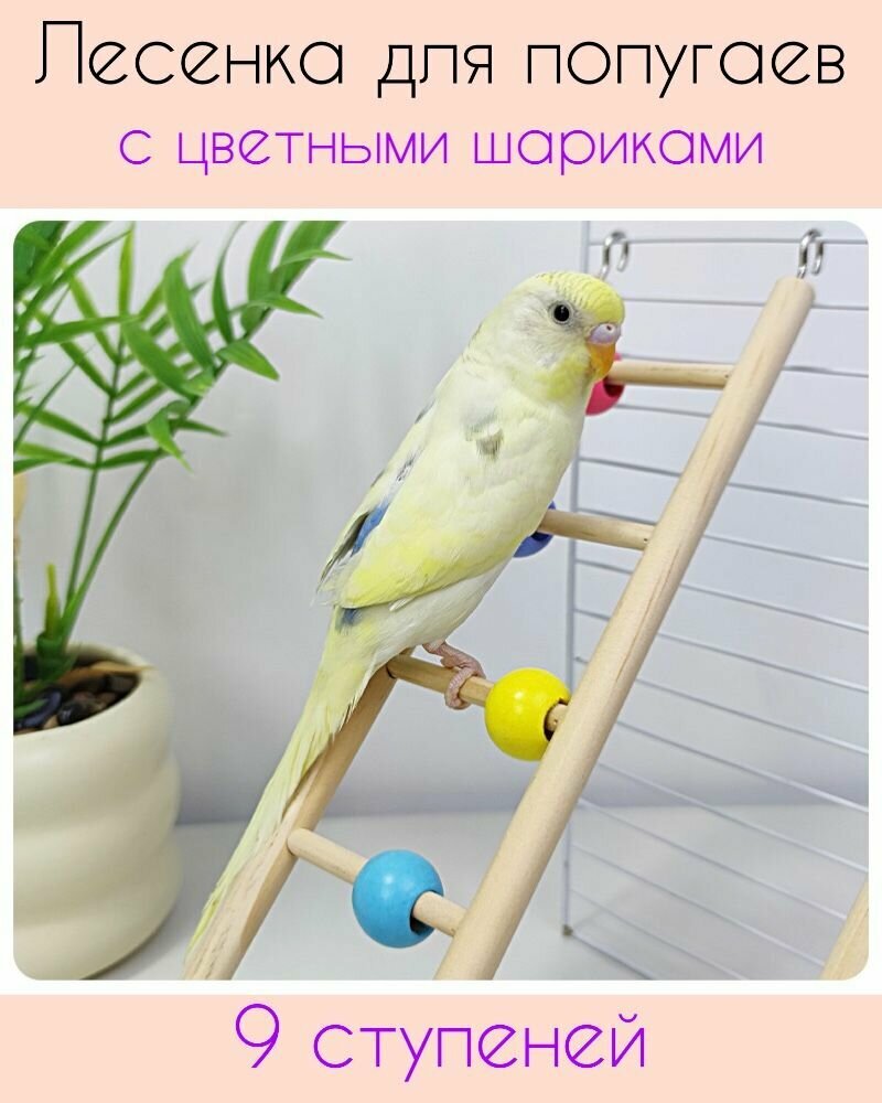 Игрушка Лесенка с шариками с бусинами 9 ступеней для попугаев и других птиц, дерево