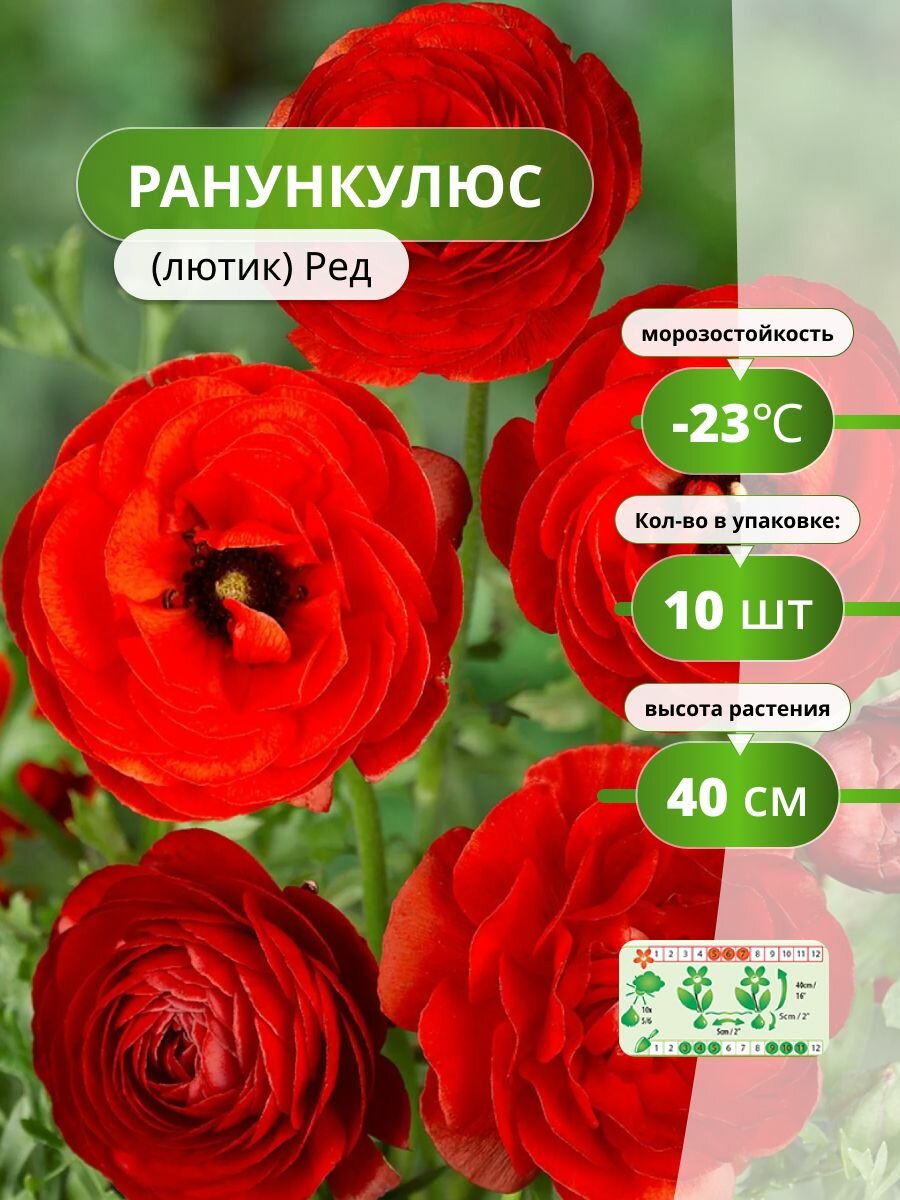 Луковицы Holland Bulb Market "Ред", ранункулюс, многолетние, красные, 10 шт
