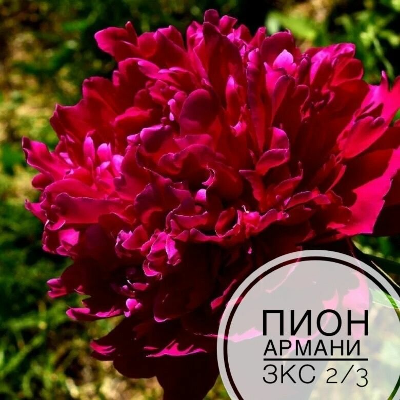 Пион Армани