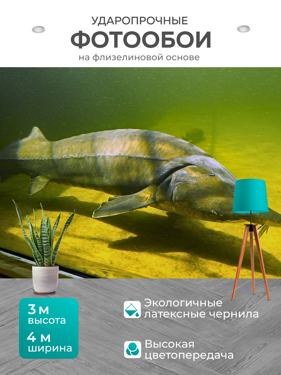 Фотообои моющиеся ударопрочные "Kapitaler осетровых рыб, большой аквариум, рыбы" 400x300 см. флизелиновые на стену