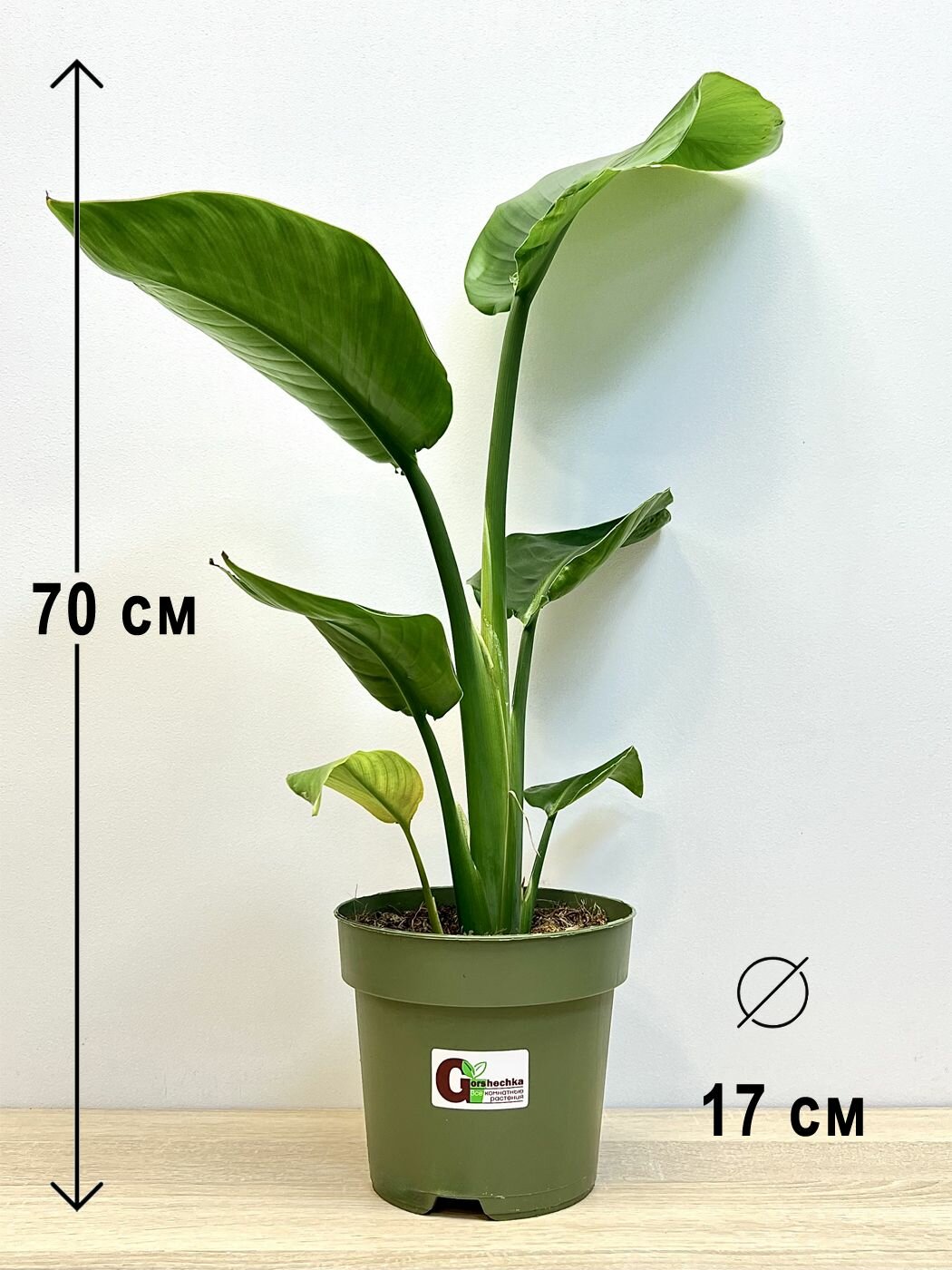 Стрелиция Николая в горшке, высота 60-70см