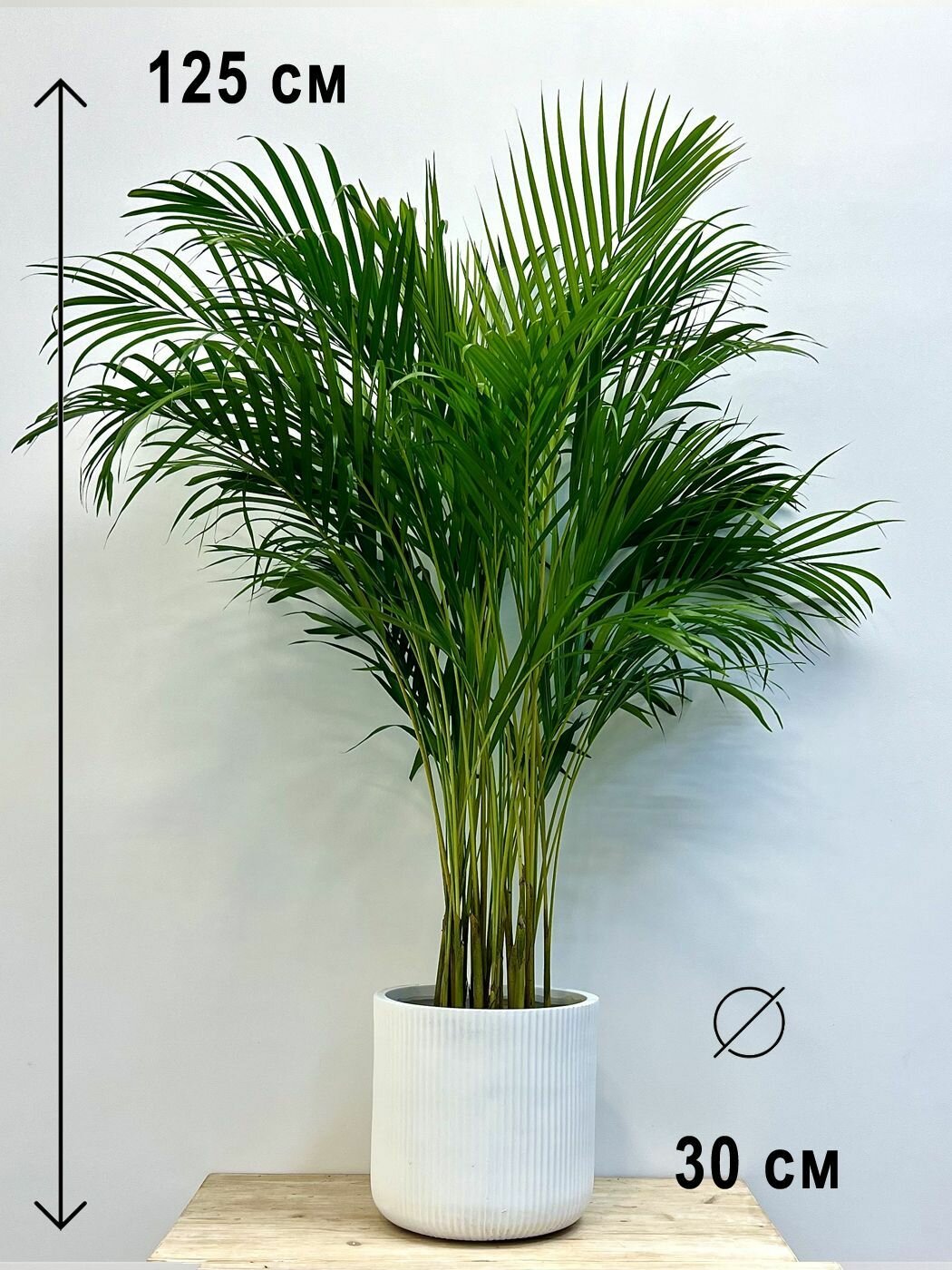 Пальма Арека в керамическом кашпо Джет белый, высота композиции 120-130см