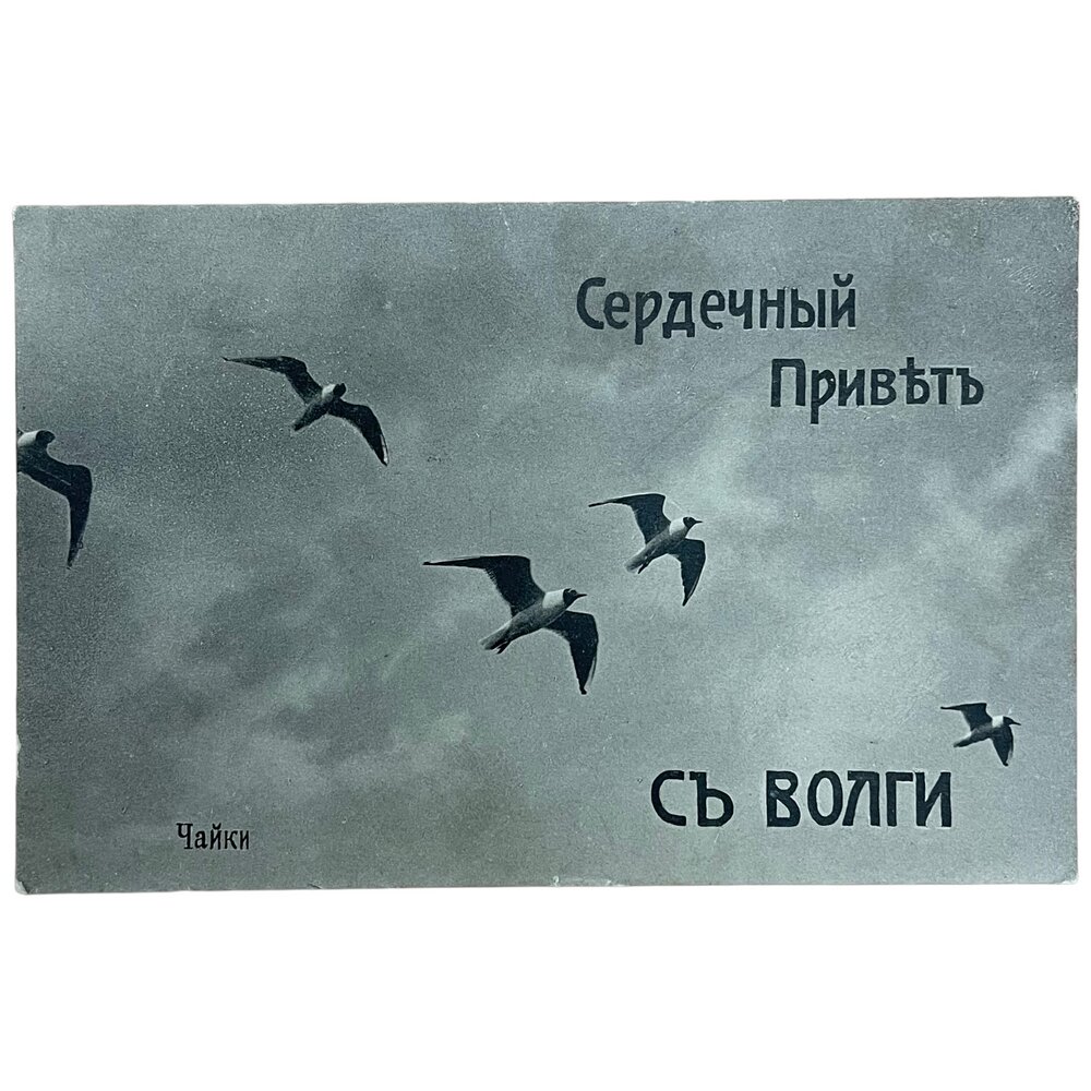 Почтовая открытка "Сердечный привет с Волги. Чайки" 1900-1917 гг. Российская Империя