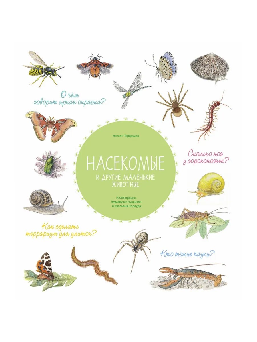 Насекомые и другие маленькие животные