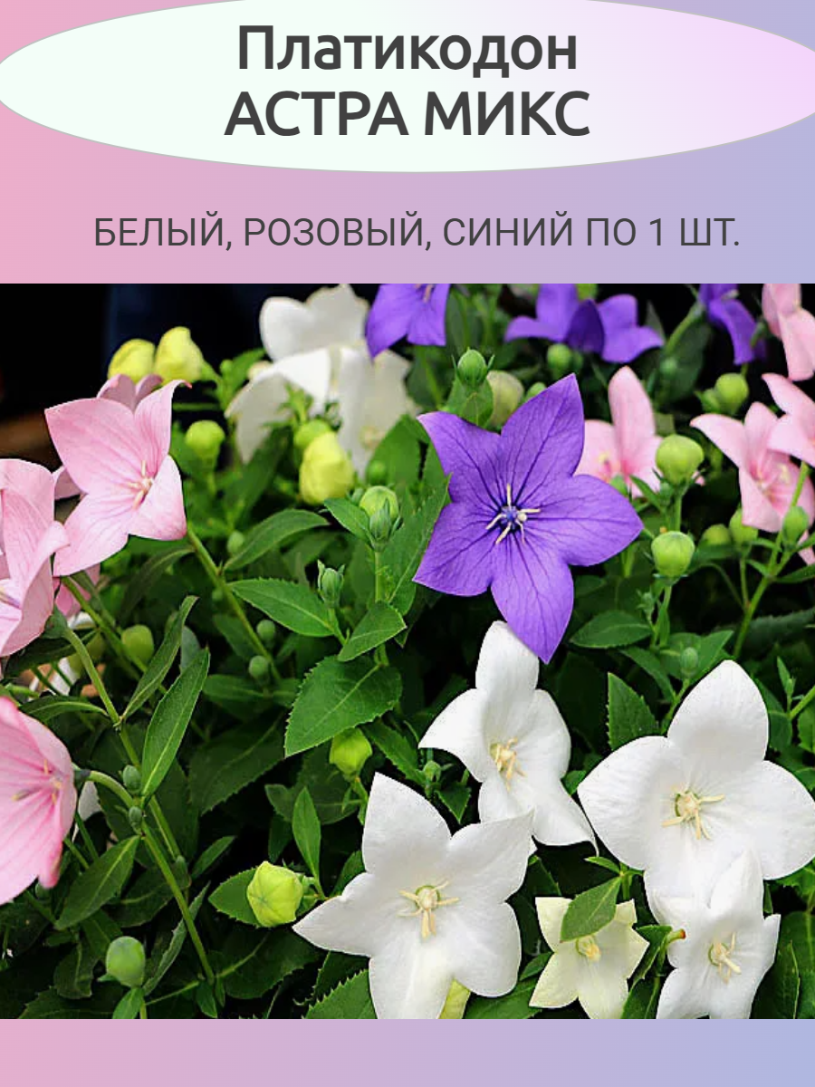 Платикодон Астра Микс (3 корня разного цвета)